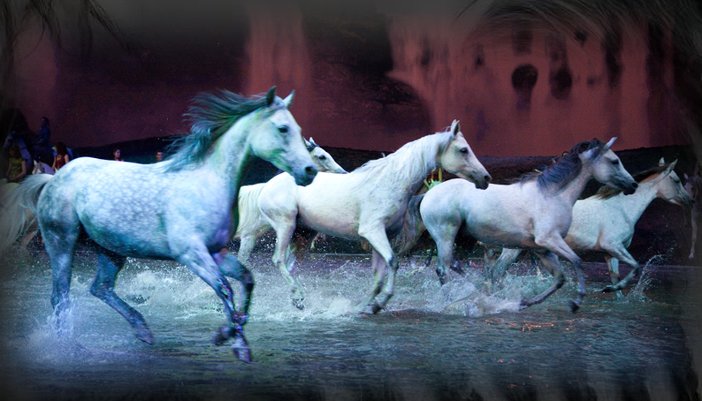 Cavalia: soirée VIP et visite des coulisses - Le Cahier