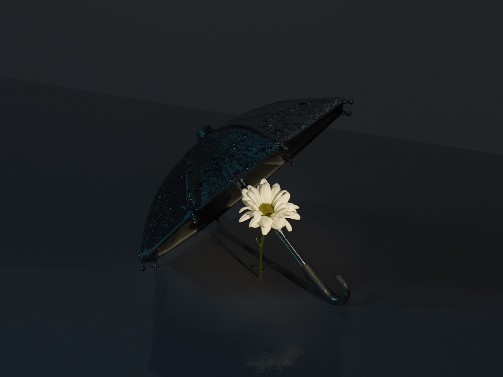 Pas maintenant : pris entre racines et envol - Le Cahier